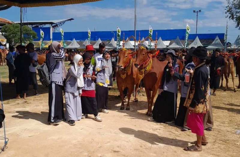 Festival Sapi Sonok 2025, Tradisi Madura Berpadu UMKM Bangkitkan Wajah ...